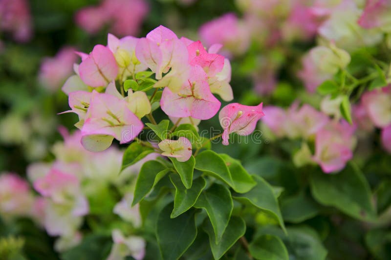 Blooming Azaleas, Pink in Color Stock Photo - Image of azalea, nature ...