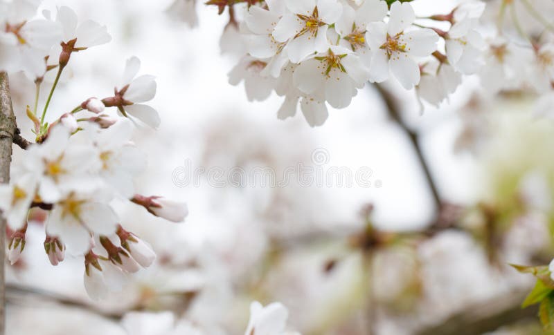 Blooming Background with White Spring Flower Stock Photo - Image of ...