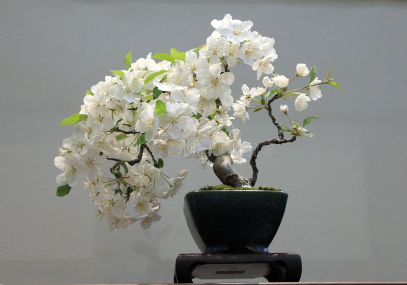 294 Banzai Tree Stock Photos - Free & Royalty-Free Stock Photos from ...