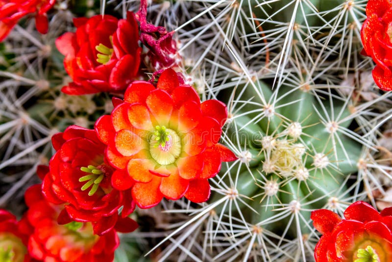 Blooming Barrel Cactus with Red Blooms Stock Photo - Image of petals ...