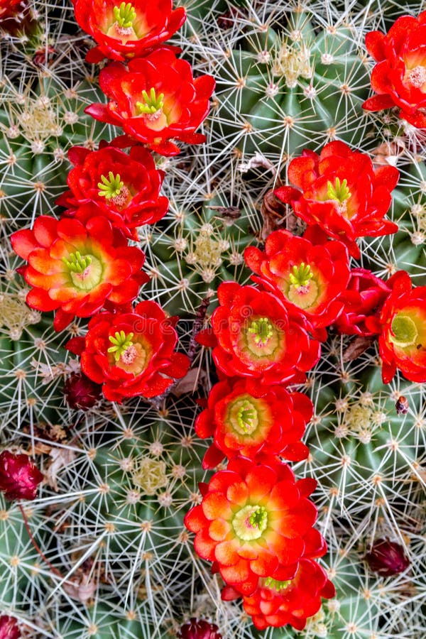 Brightly blooming cactus stock image. Image of happy - 30189393