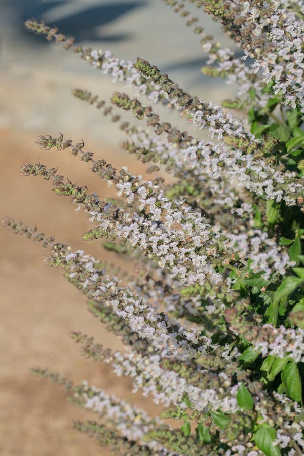 Blooming Basil Bush (Genus Ocimum). Stock Photo - Image of ocimum, herb ...