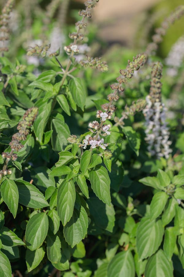 Blooming Basil Plant (Genus Ocimum). Space for Your Text. Stock Image ...