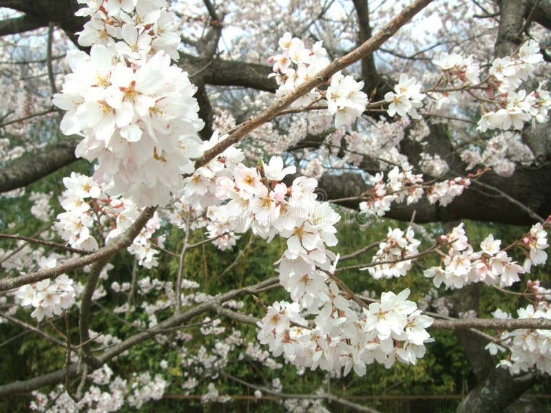 Blooming and Beautiful Blossom Stock Image - Image of flower, tree ...