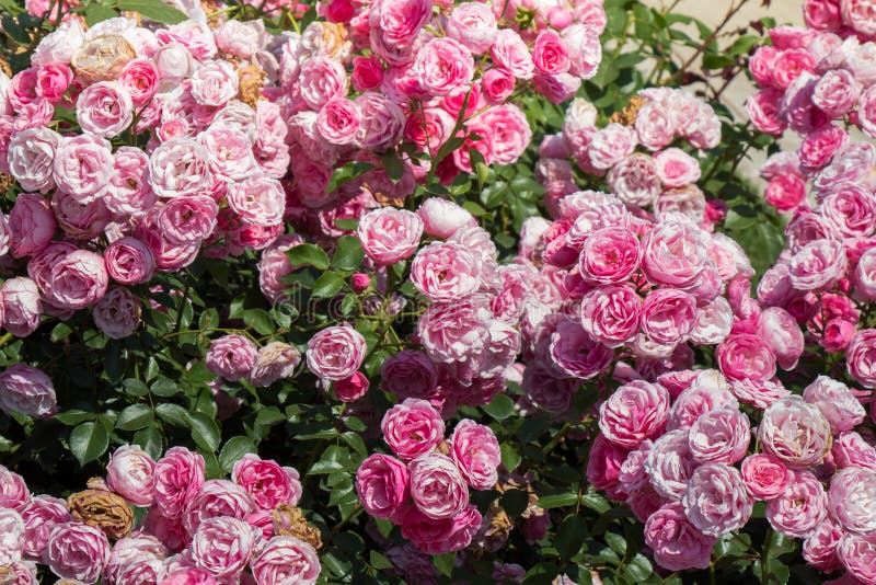 Blooming Beautiful Bunch of Pink Roses in the Garden Stock Image ...