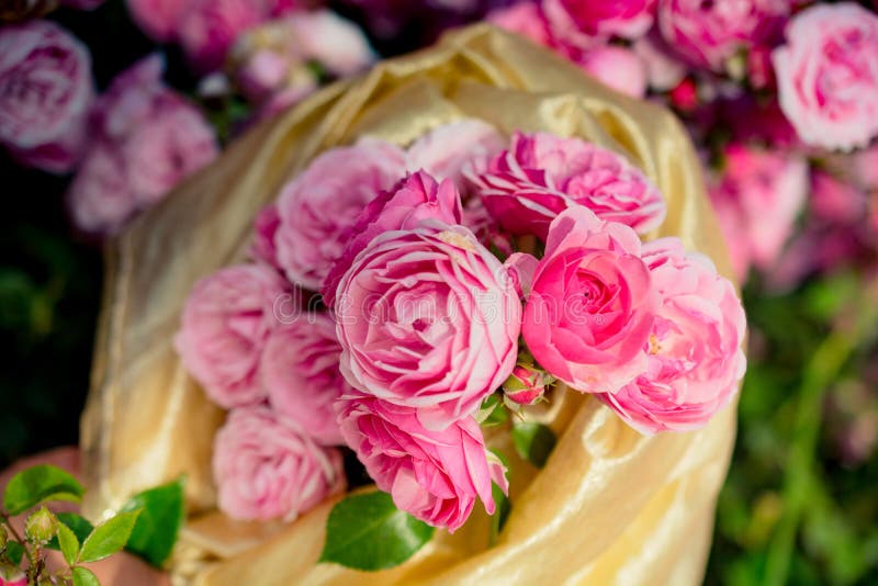 Blooming Beautiful Bunch of Roses in the Garden Stock Image - Image of ...