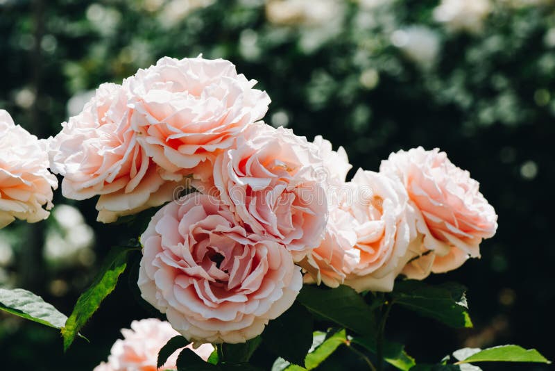 Blooming Beautiful Bunch of Roses in the Garden Stock Photo - Image of ...