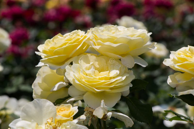 Blooming Beautiful Bunch of Roses in the Garden Stock Photo - Image of ...