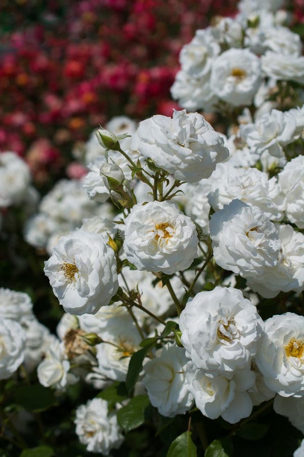 Blooming Beautiful Bunch of Roses in the Garden Stock Image - Image of ...