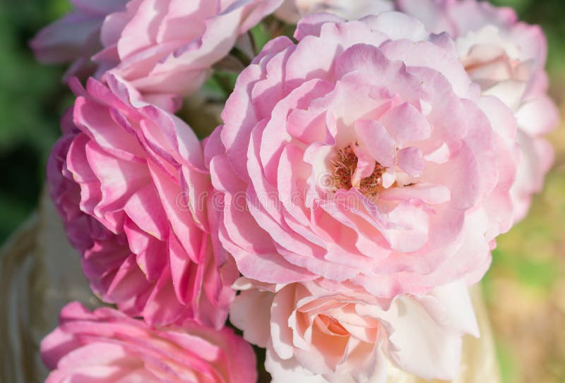 Blooming Beautiful Bunch of Roses in the Garden Stock Photo - Image of ...