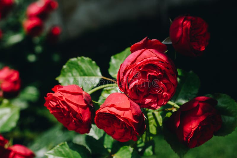 Blooming Beautiful Bunch of Roses in the Garden Stock Photo - Image of ...