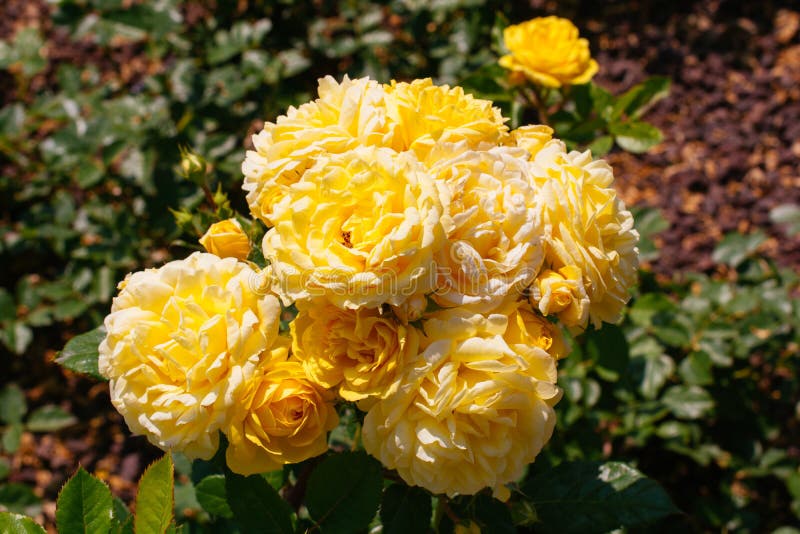 Blooming Beautiful Bunch of Roses in the Garden Stock Photo - Image of ...