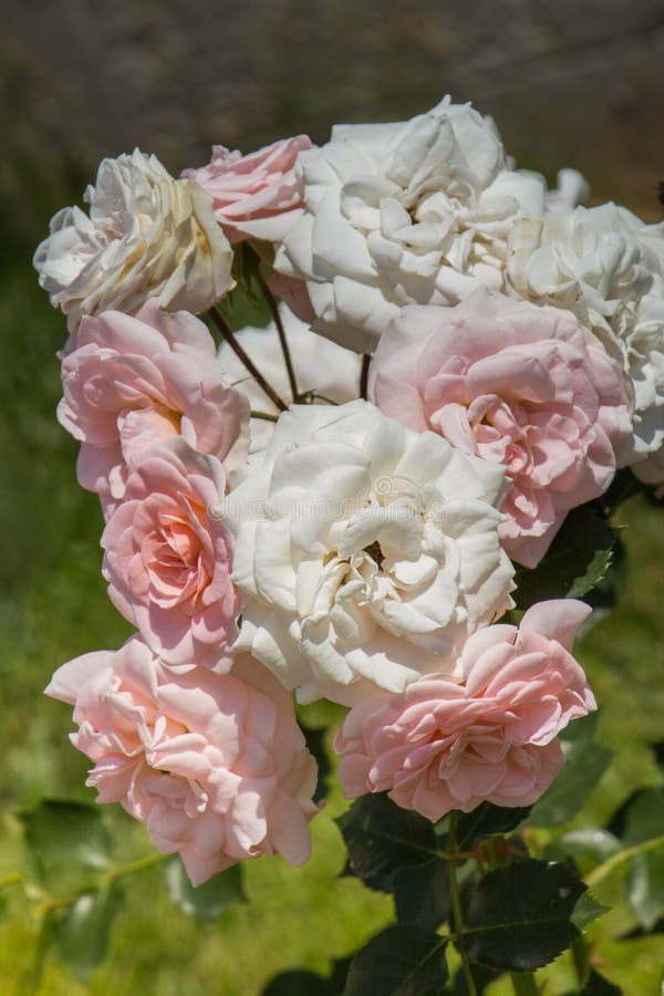 Blooming Beautiful Bunch of Roses in the Garden Stock Photo - Image of ...
