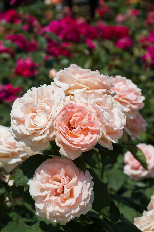 Blooming Beautiful Bunch of Roses in the Garden Stock Photo - Image of ...