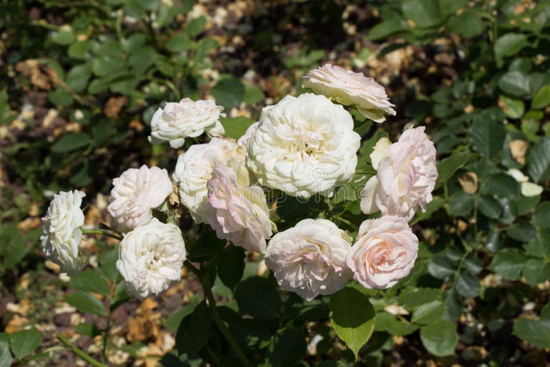 Blooming Beautiful Bunch of Roses in the Garden Stock Photo - Image of ...