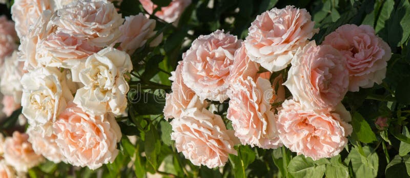 Blooming Beautiful Bunch of Roses in the Garden Stock Photo - Image of ...