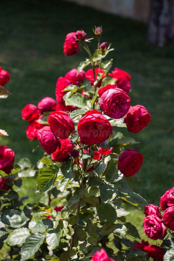 Blooming Beautiful Bunch of Roses in the Garden Stock Photo - Image of ...