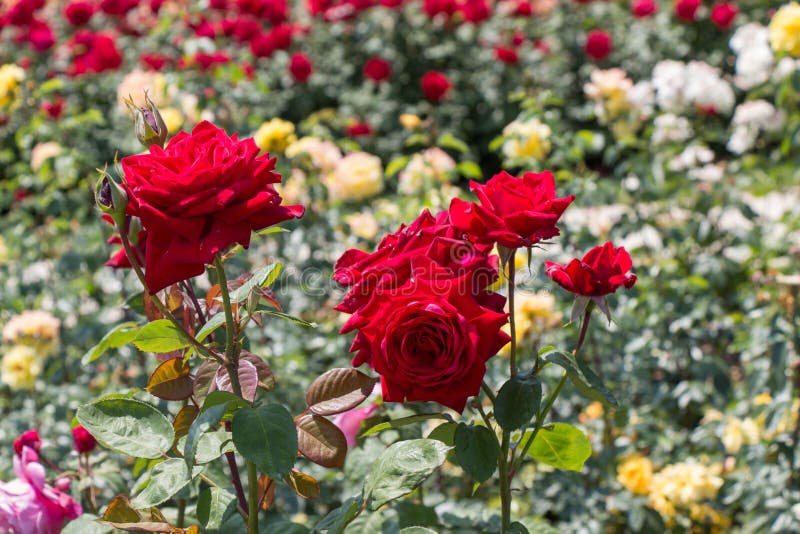 Blooming Beautiful Bunch of Roses in the Garden Stock Image - Image of ...