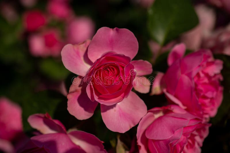 Blooming Beautiful Bunch of Roses in the Garden Stock Image - Image of ...