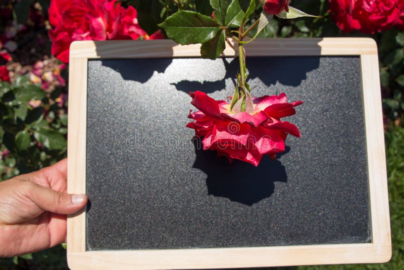 Blooming Beautiful Colorful Rose on a Board Stock Photo - Image of ...