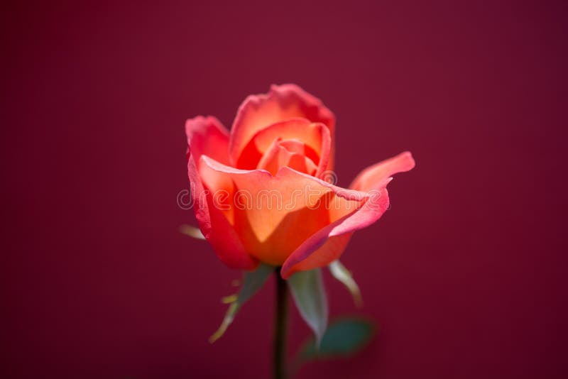 Blooming Beautiful Colorful Rose on Plain Background Stock Image ...