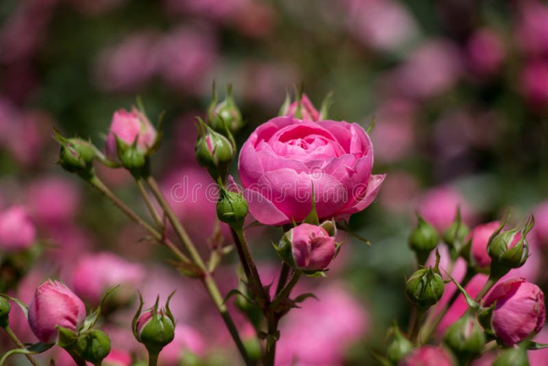 Blooming Beautiful Colorful Roses in the Garden Stock Image - Image of ...