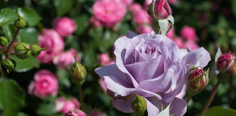 Blooming Beautiful Colorful Roses in the Garden Stock Image - Image of ...