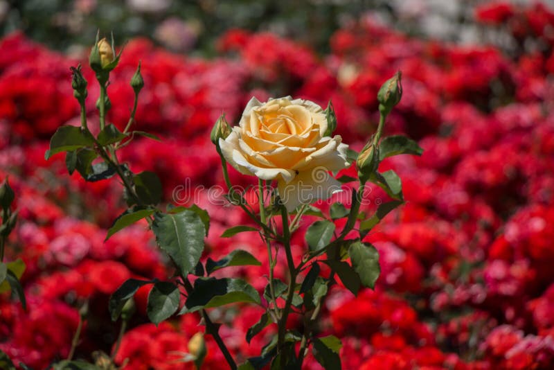 Blooming Beautiful Colorful Roses in the Garden Stock Image - Image of ...