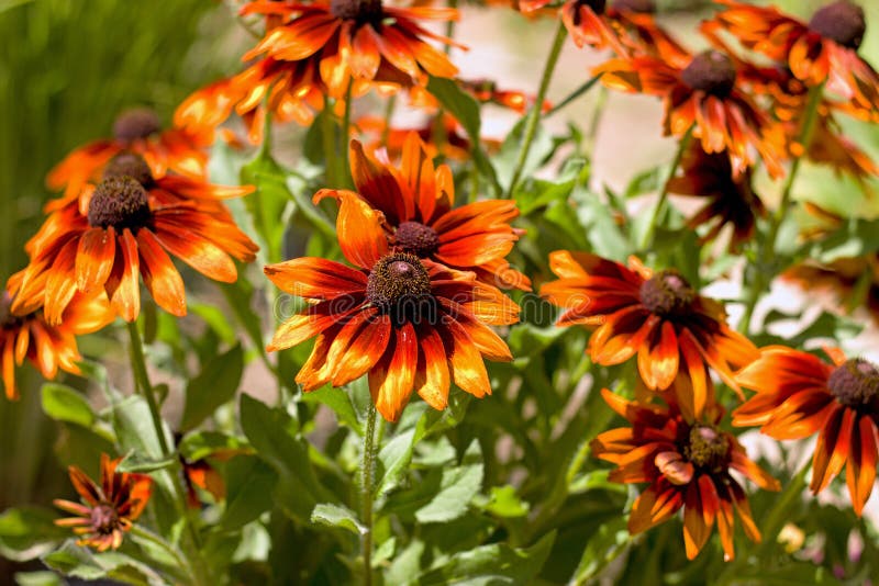 Echinacea stock image. Image of herbal, botanical, floral - 103418231