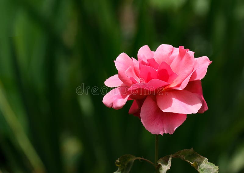 Blooming Beautiful Fragrant Pink Rose Stock Photo - Image of outdoor ...