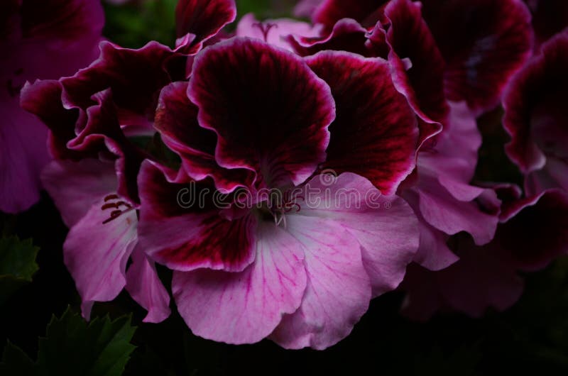 Blooming of Beautiful Geranium Varios Colors Stock Photo - Image of ...
