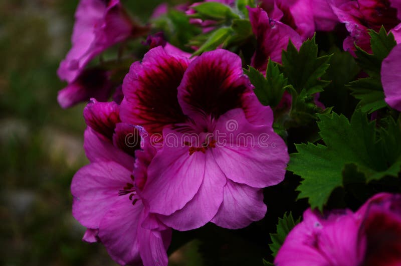 Blooming of Beautiful Geranium Varios Colors Stock Image - Image of ...