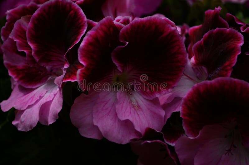 Blooming of Beautiful Geranium Varios Colors Stock Image - Image of ...