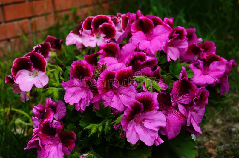 Blooming of Beautiful Geranium Varios Colors Stock Image - Image of ...