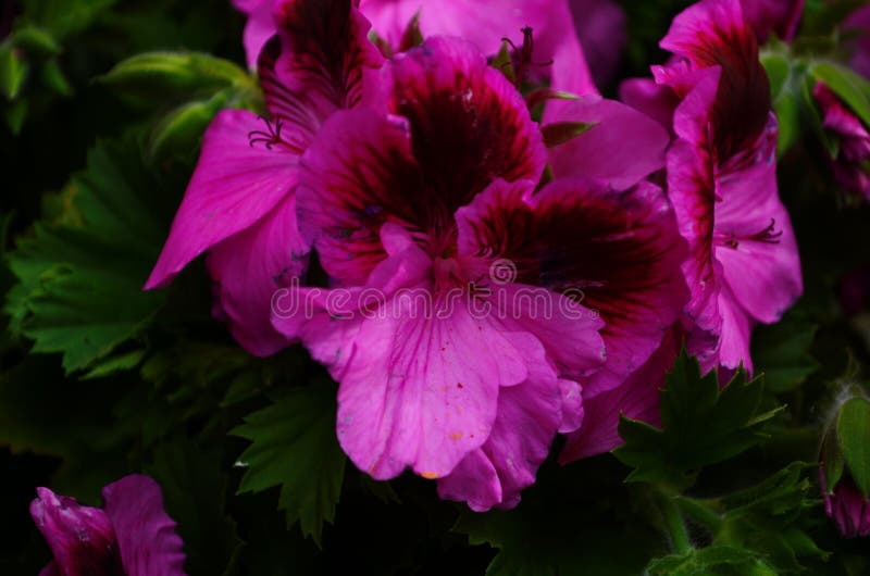 Blooming of Beautiful Geranium Varios Colors Stock Photo - Image of ...