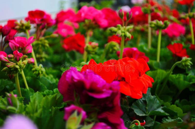 Blooming of Beautiful Geranium Varios Colors Stock Image - Image of ...