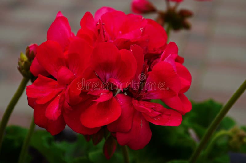 Blooming of Beautiful Geranium Varios Colors Stock Photo - Image of ...