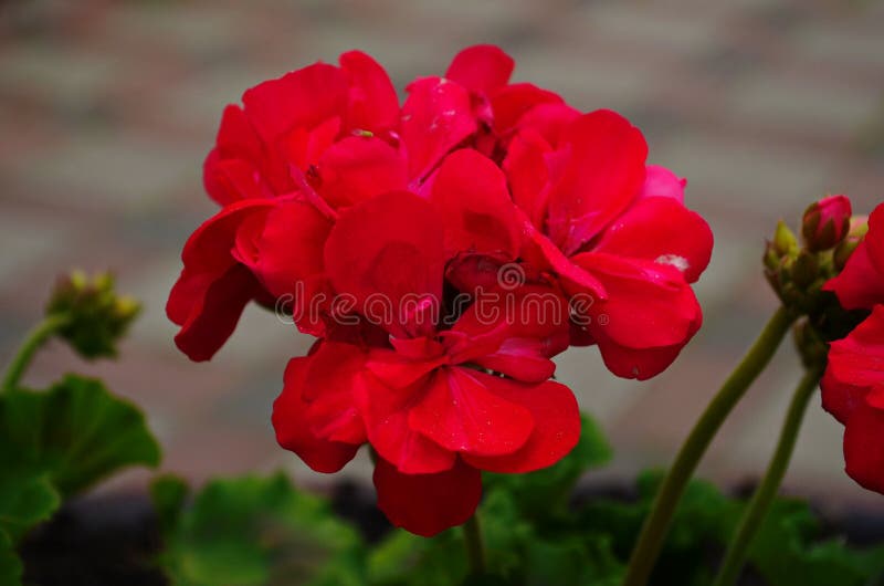Blooming of Beautiful Geranium Varios Colors Stock Photo - Image of ...