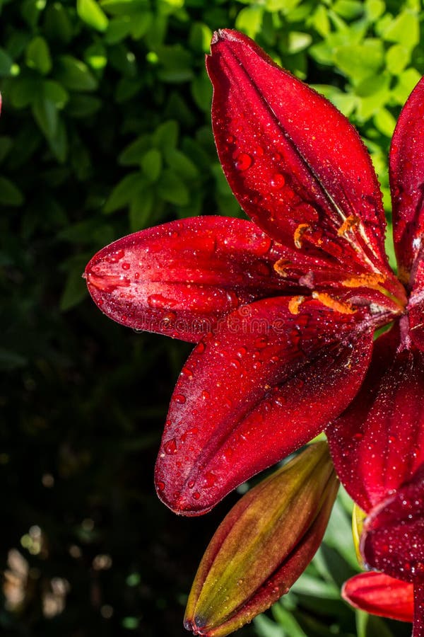 Blooming Beautiful Lily Flowers Bud in View Stock Image - Image of ...