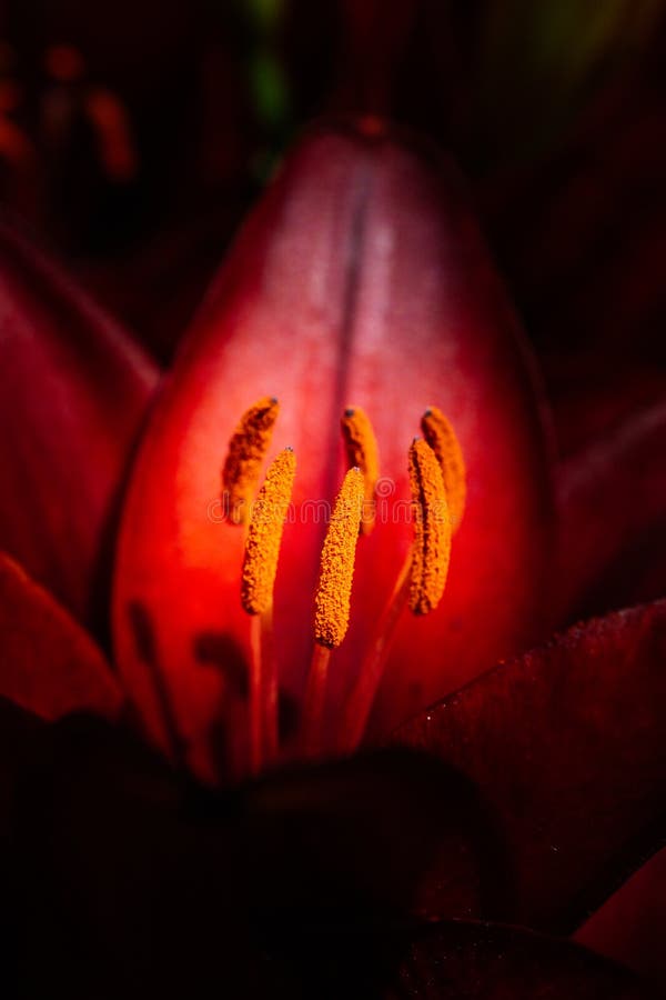 Blooming Beautiful Lily Flowers in Macro View Stock Image - Image of ...
