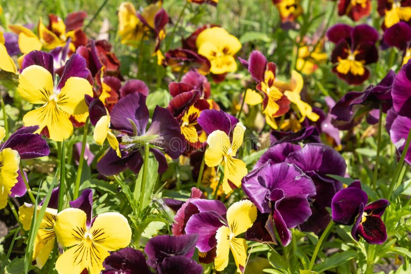 Blooming Beautiful Multi-colored Garden Violets are Perennial. Stock ...