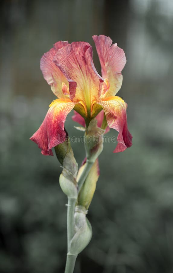 Blooming Beautiful Multicolored Red with Yellow Flower Iris Stock Image ...