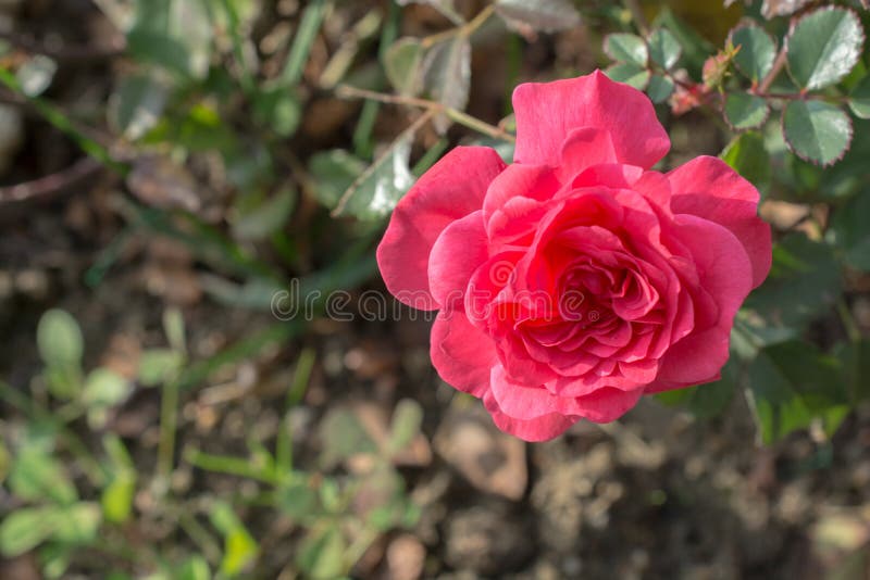 Blooming Beautiful Rose in the Garden Stock Image - Image of ...