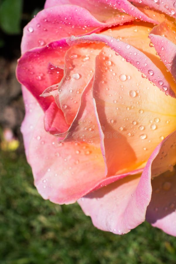 Blooming Beautiful Rose in the Garden Stock Image - Image of greeting ...