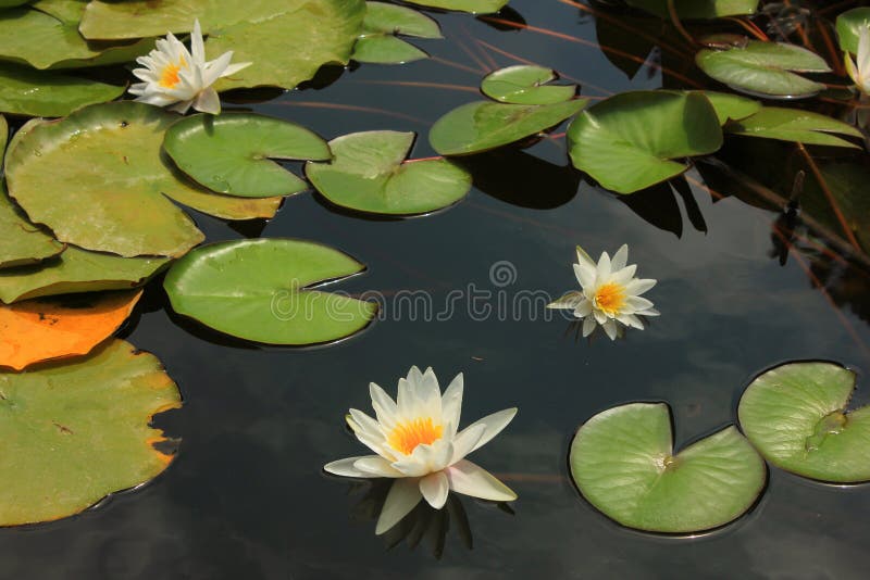 Blooming Beautiful Water Lilies on the Lake Stock Photo - Image of ...