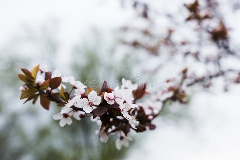 Beautiful White Spring Tree Flowers Stock Photo - Image of decorative ...