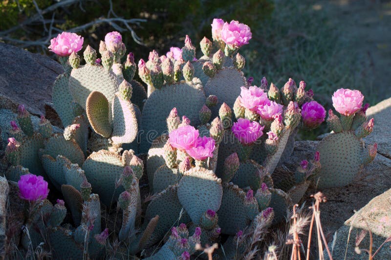 Blooming Beavertail Red Wild Desert Cacti Stock Image - Image of ...