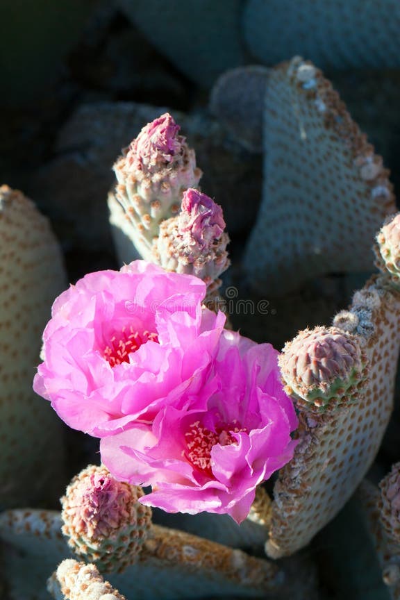 Blooming Beavertail Red Wild Desert Cactus Stock Photo - Image of ...