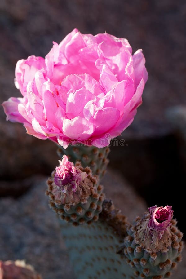Blooming Beavertail Red Wild Desert Cacti Stock Image - Image of botany ...