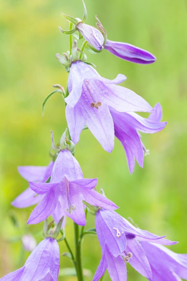 Blooming Bell Flower, in a Field in Spring. Macro Shooting Stock Photo ...